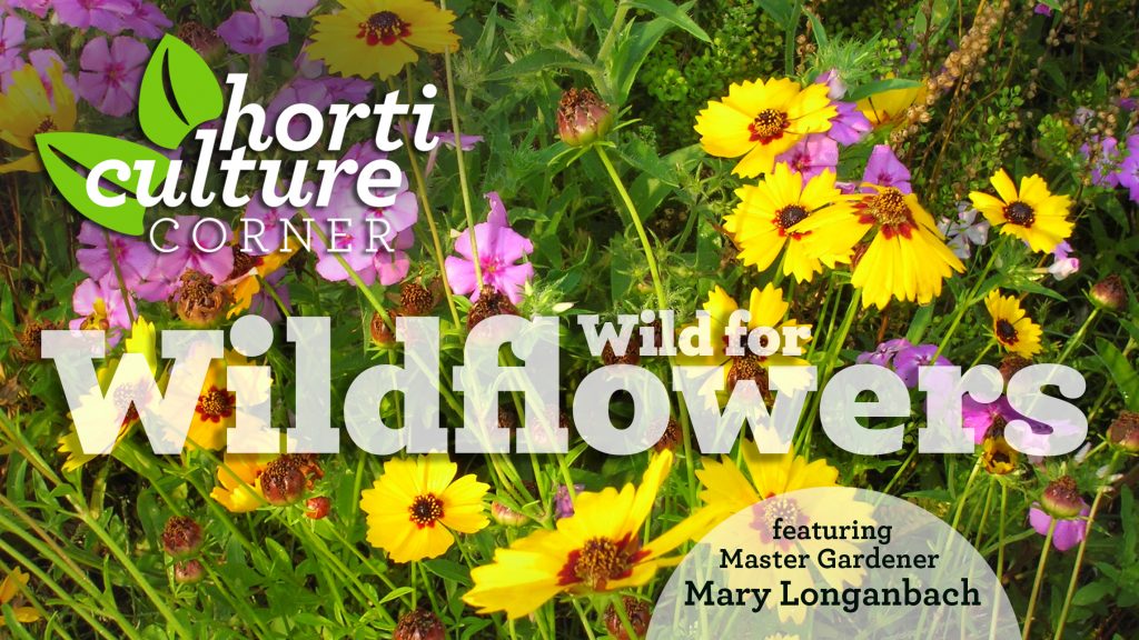 Horticulture Corner: Wild for Wildflowers - Garden Club of Jacksonville