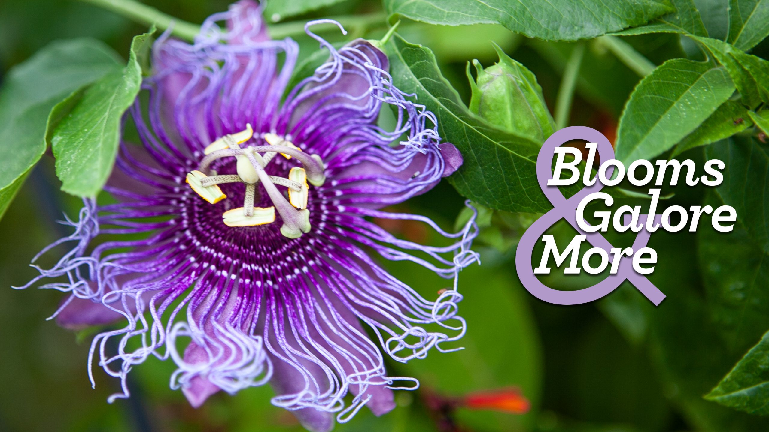 2023 Blooms Galore More Garden Club Of Jacksonville