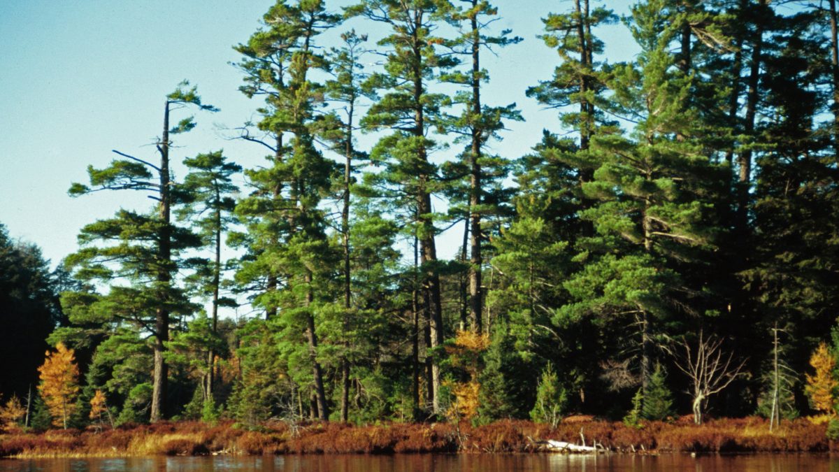 Horticulture Corner: Selection of Trees for Northeast Florida - Garden ...