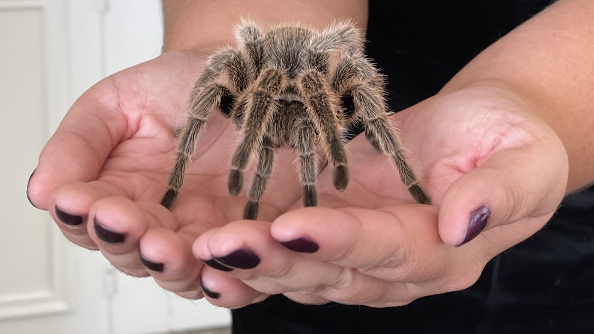 Budding Gardeners: Spiders Aren't Scary - Garden Club of Jacksonville