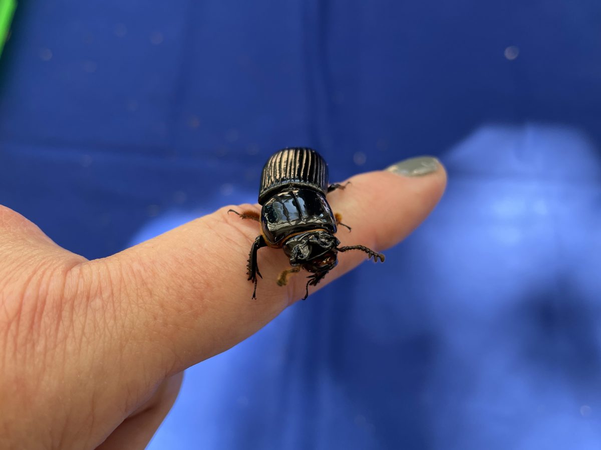 Budding Gardeners: Meet the Beetles - Garden Club of Jacksonville