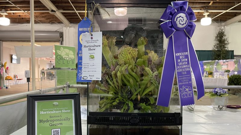 Check out these winners of the 2022 Horticulture Show - Garden Club of Jacksonville
