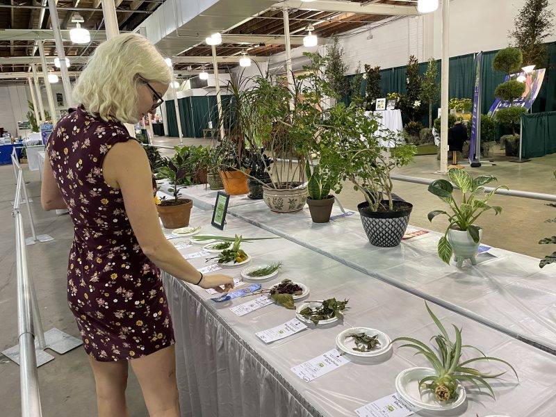 Check out these winners of the 2022 Horticulture Show - Garden Club of Jacksonville