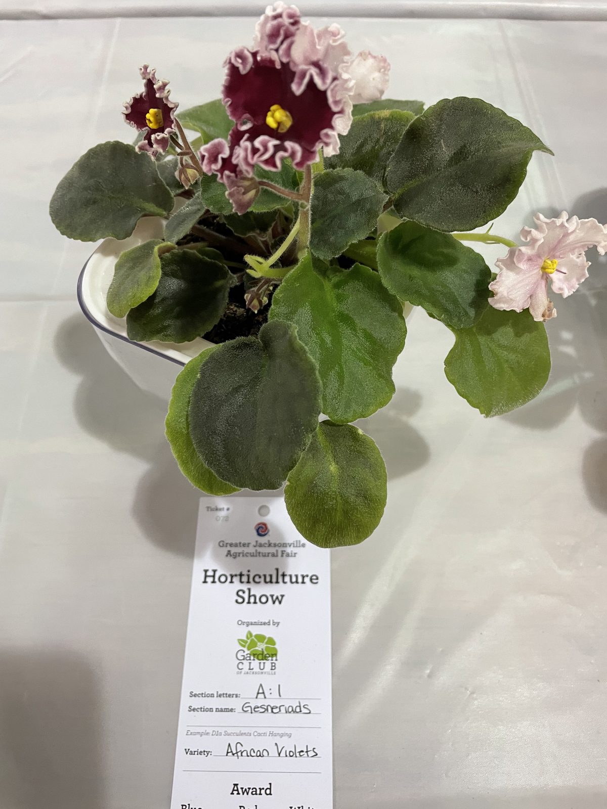 Check out these winners of the 2022 Horticulture Show - Garden Club of ...